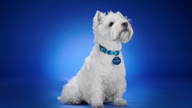Scotties makes a mass buy to unveil new mascot » Media in Canada